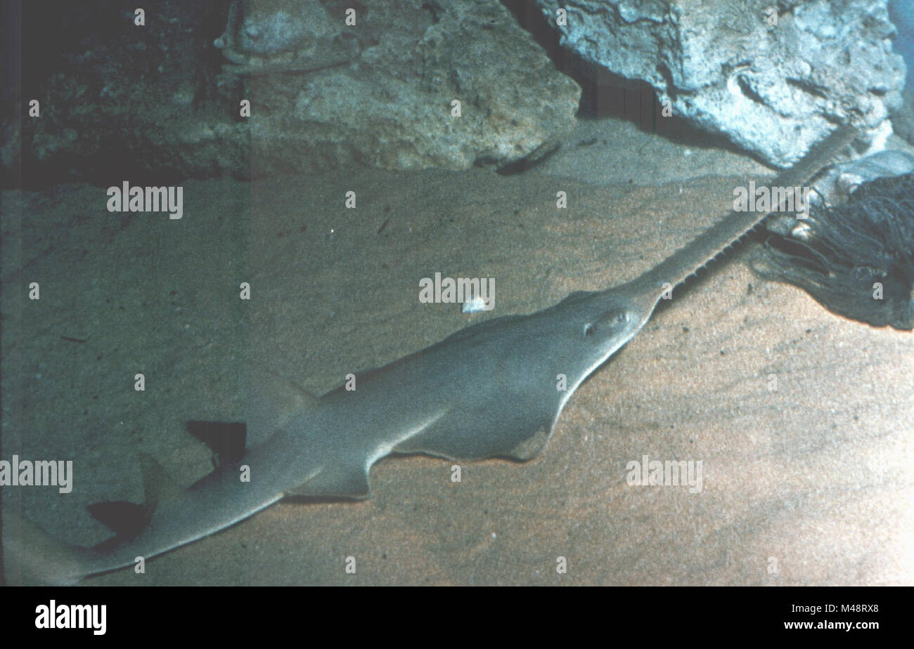 Sawfish park hi-res stock photography and images - Alamy