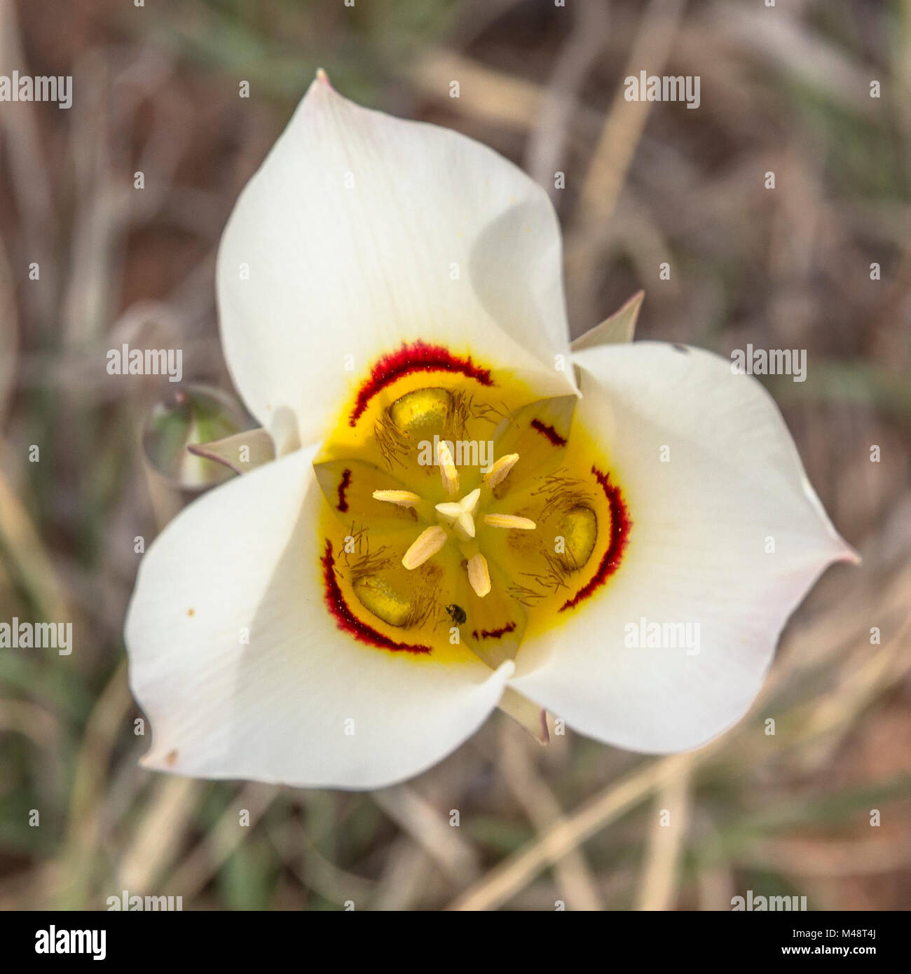Sego lily hi-res stock photography and images - Alamy