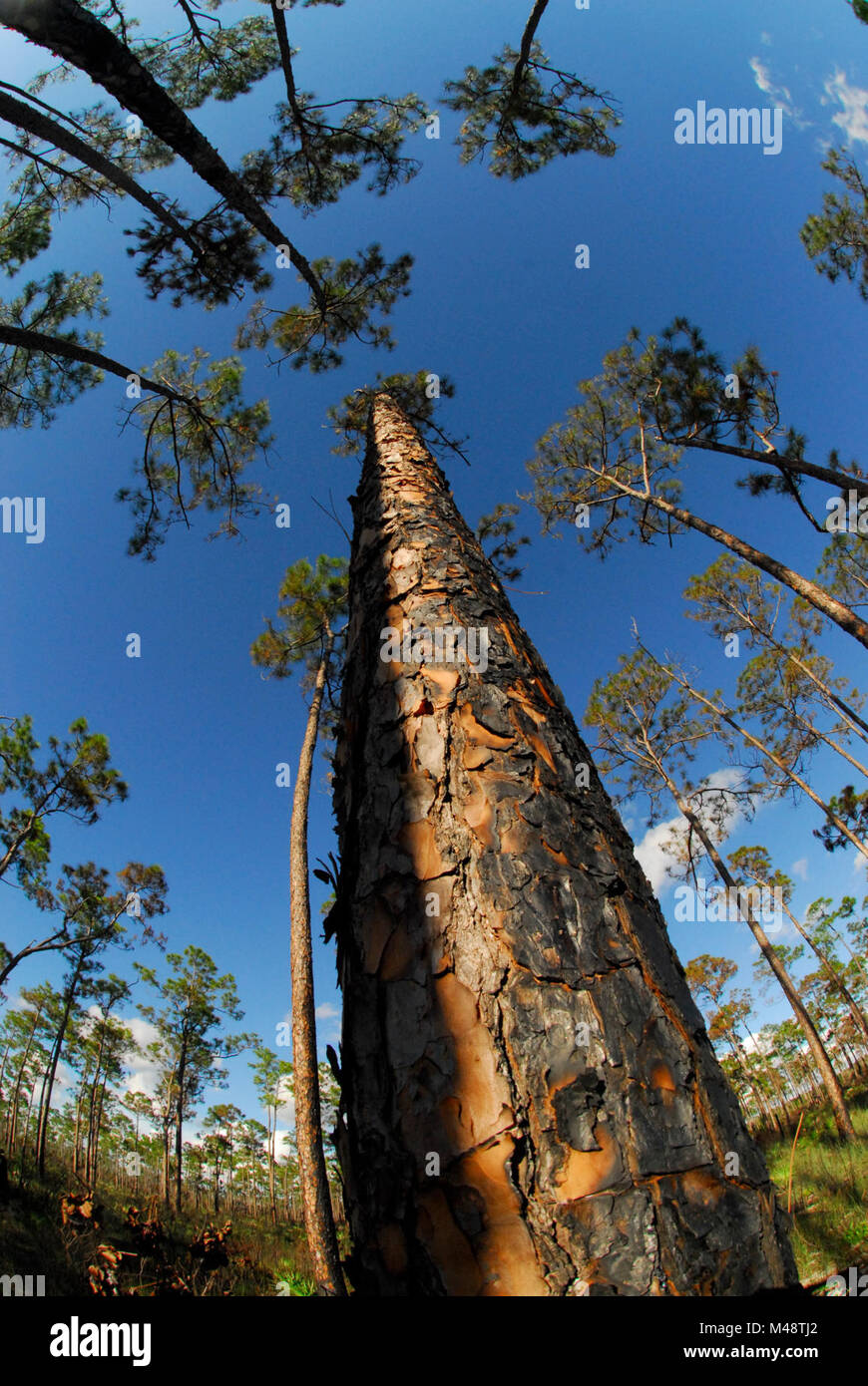 Slash Pine Stock Photo - Alamy