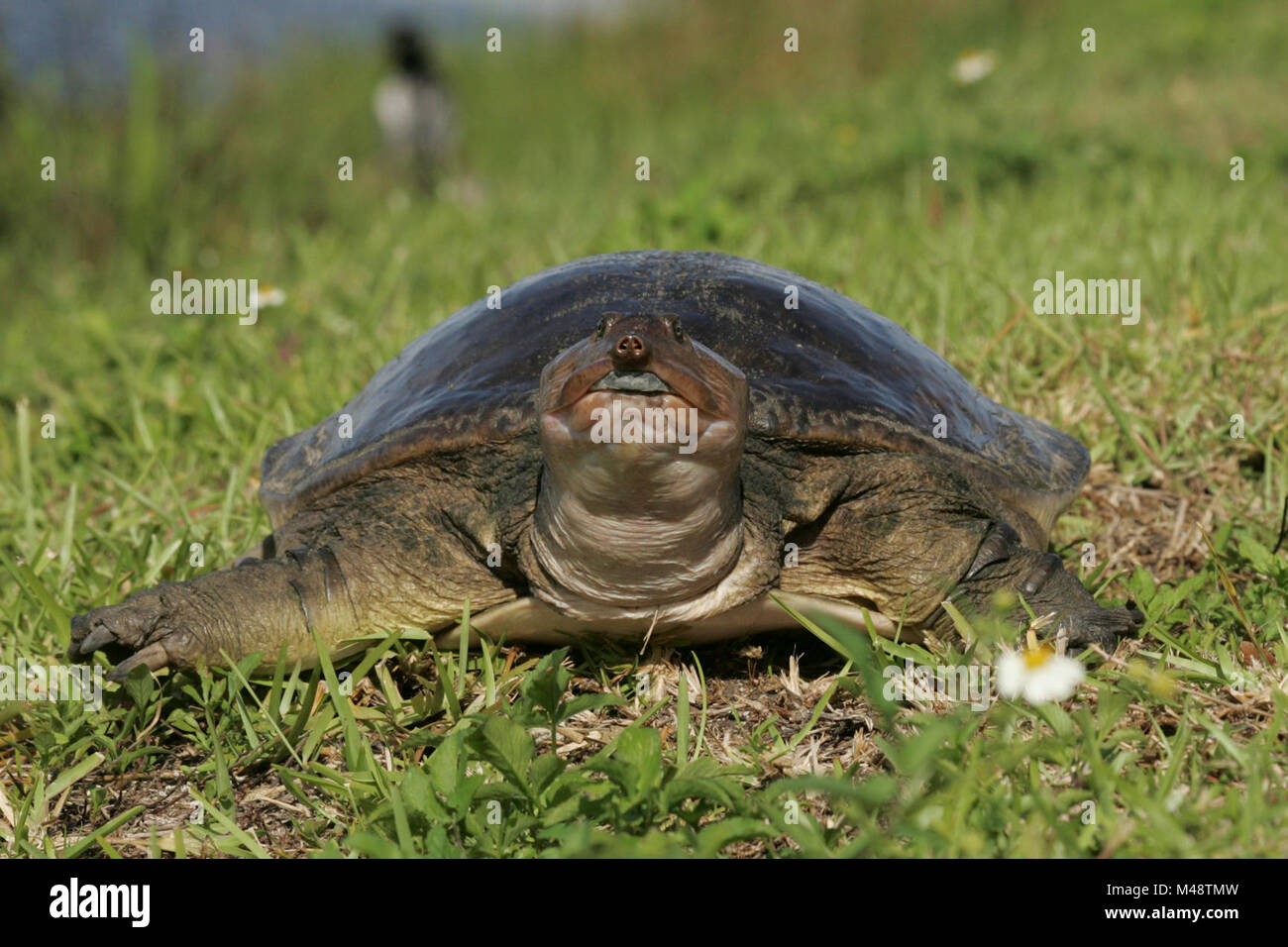 Florida soft shelled turtle hi-res stock photography and images - Alamy
