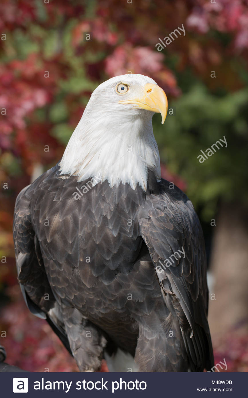 Female Bald Eagle Stock Photos & Female Bald Eagle Stock Images - Alamy