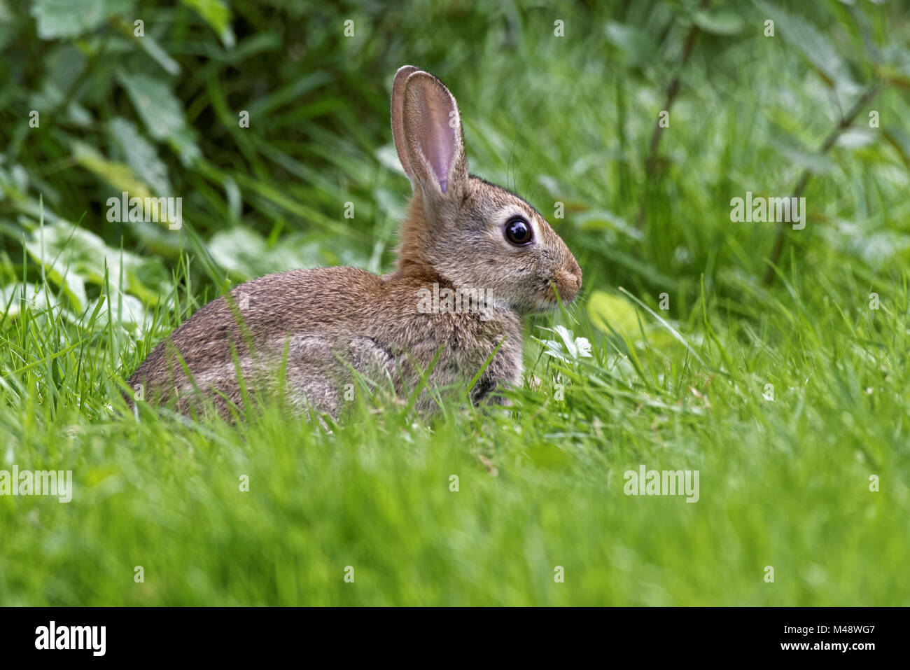 Rabbit wood hi-res stock photography and images - Alamy