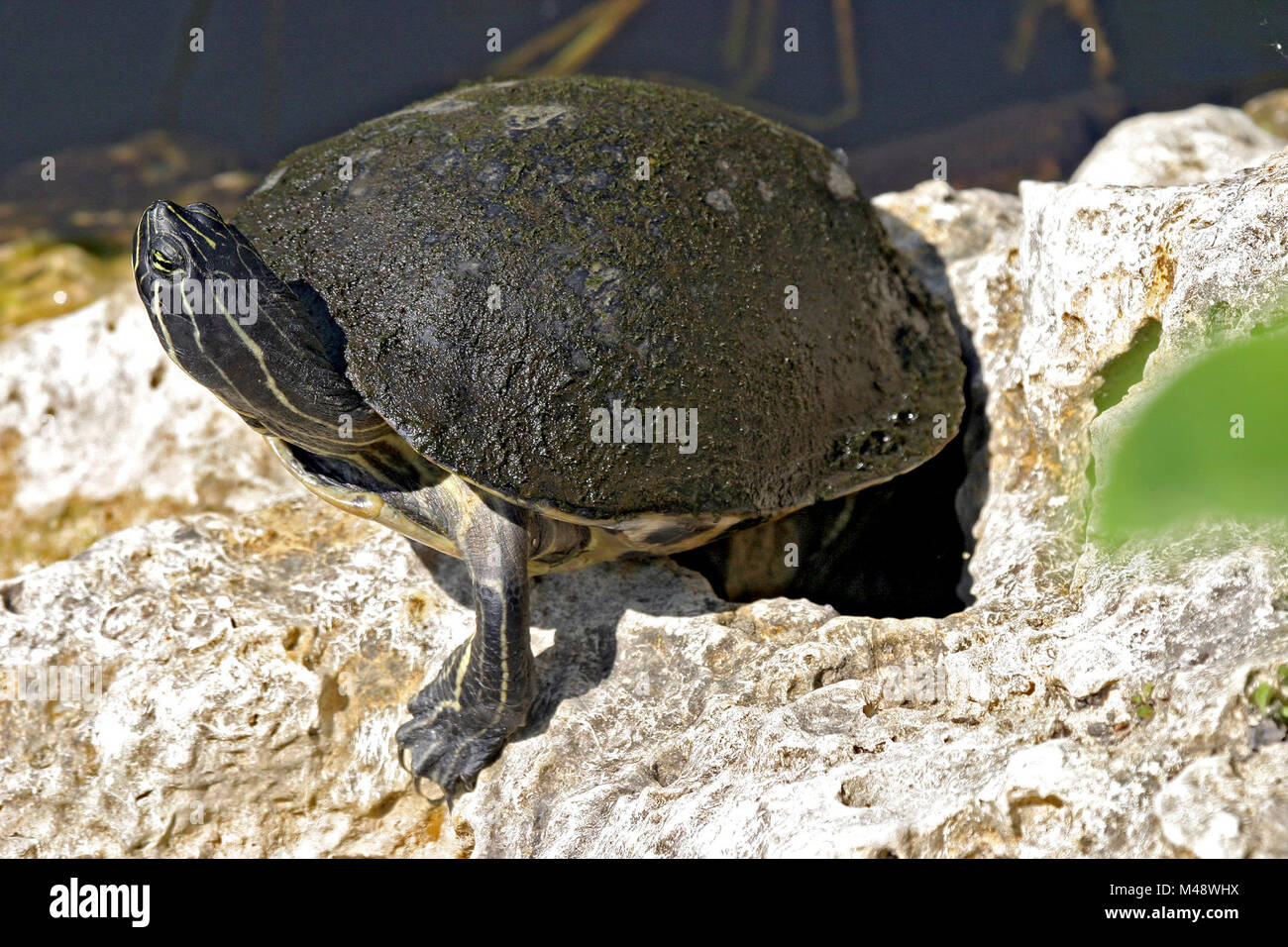 Red belly turtles hi-res stock photography and images - Alamy