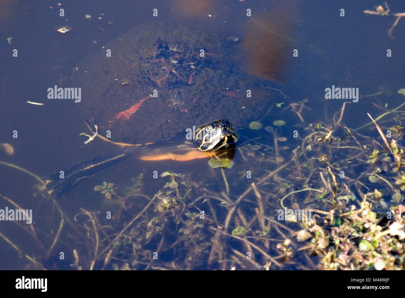 Turtle Red Belly Stock Photo - Alamy
