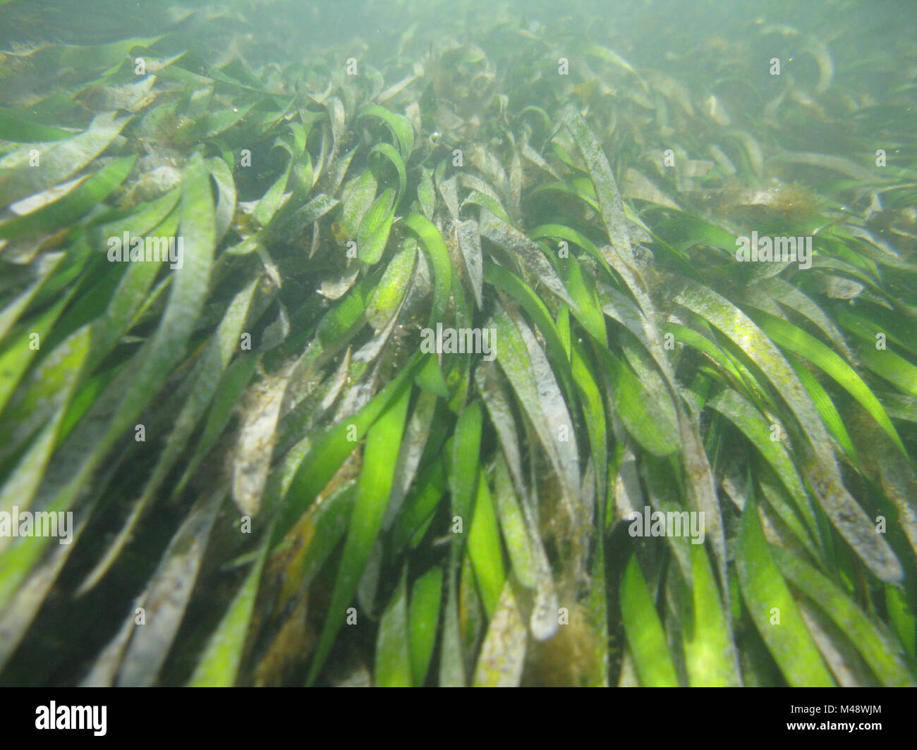 Turtle grass Stock Photo - Alamy