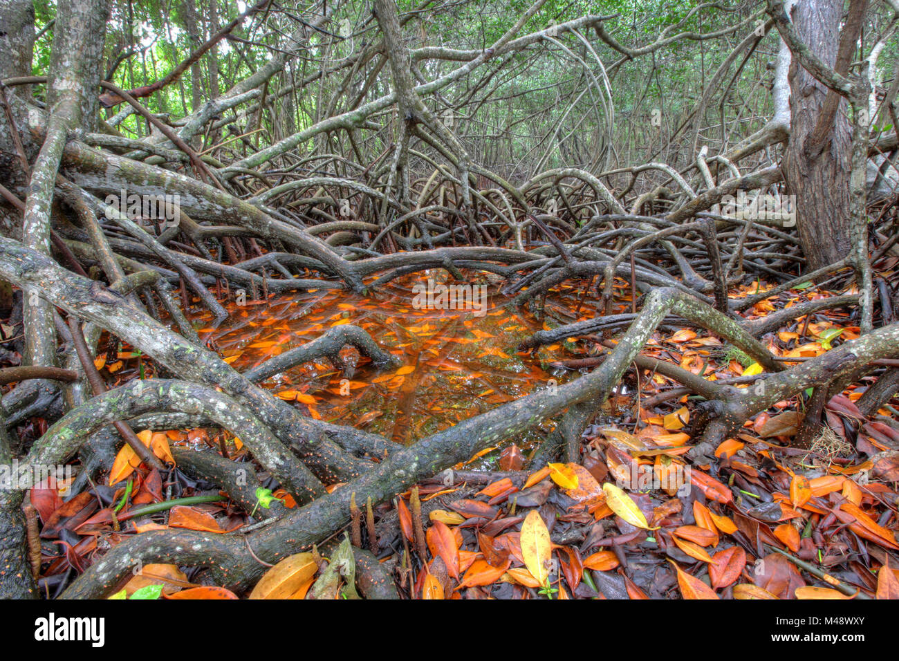 White Mangrove Roots Stock Photo - Alamy