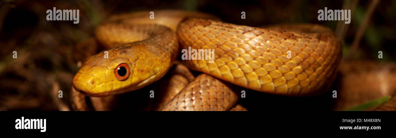 Yellow Rat Snake Stock Photo - Alamy