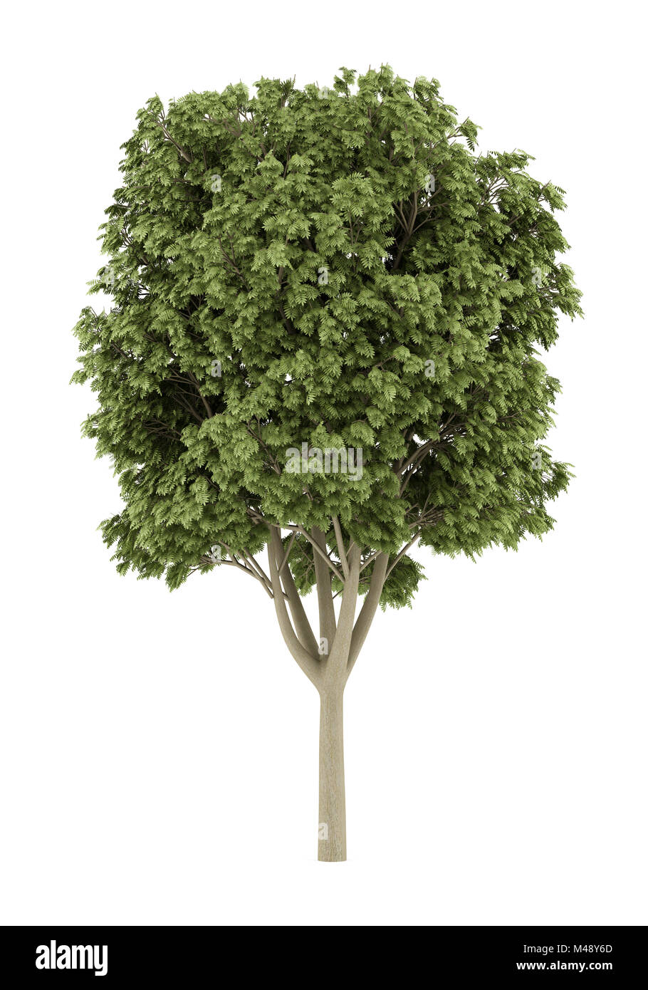 common ash tree isolated on white background Stock Photo - Alamy