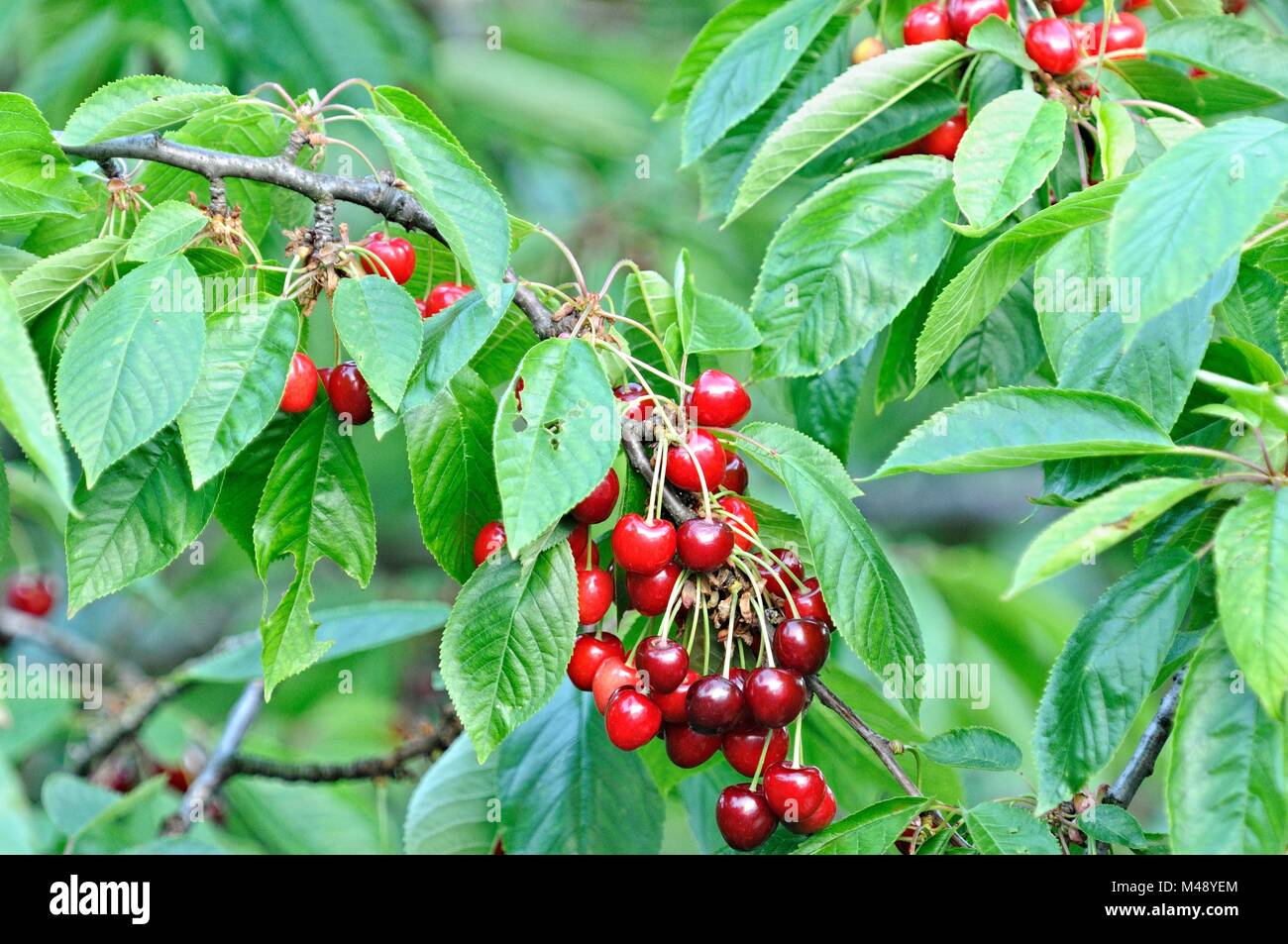 the sweetest cherry the cherry for distillery Stock Photo - Alamy