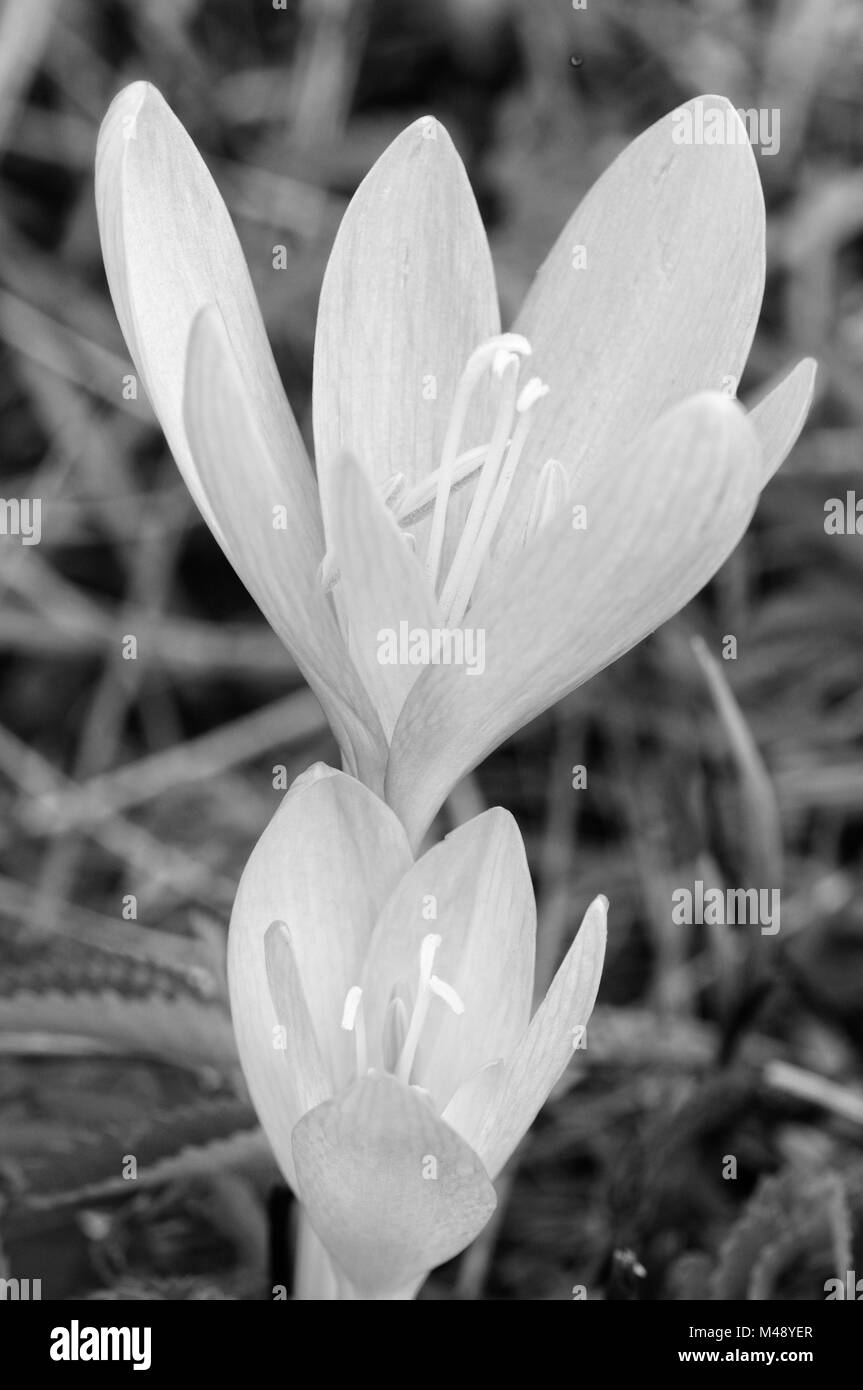 White Autumn Crocus