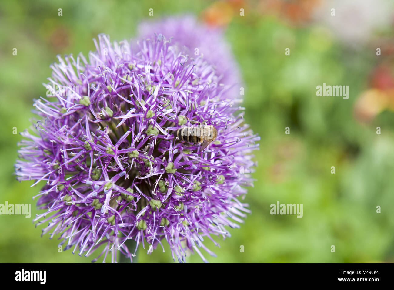 Purple nectar plant hi-res stock photography and images - Alamy