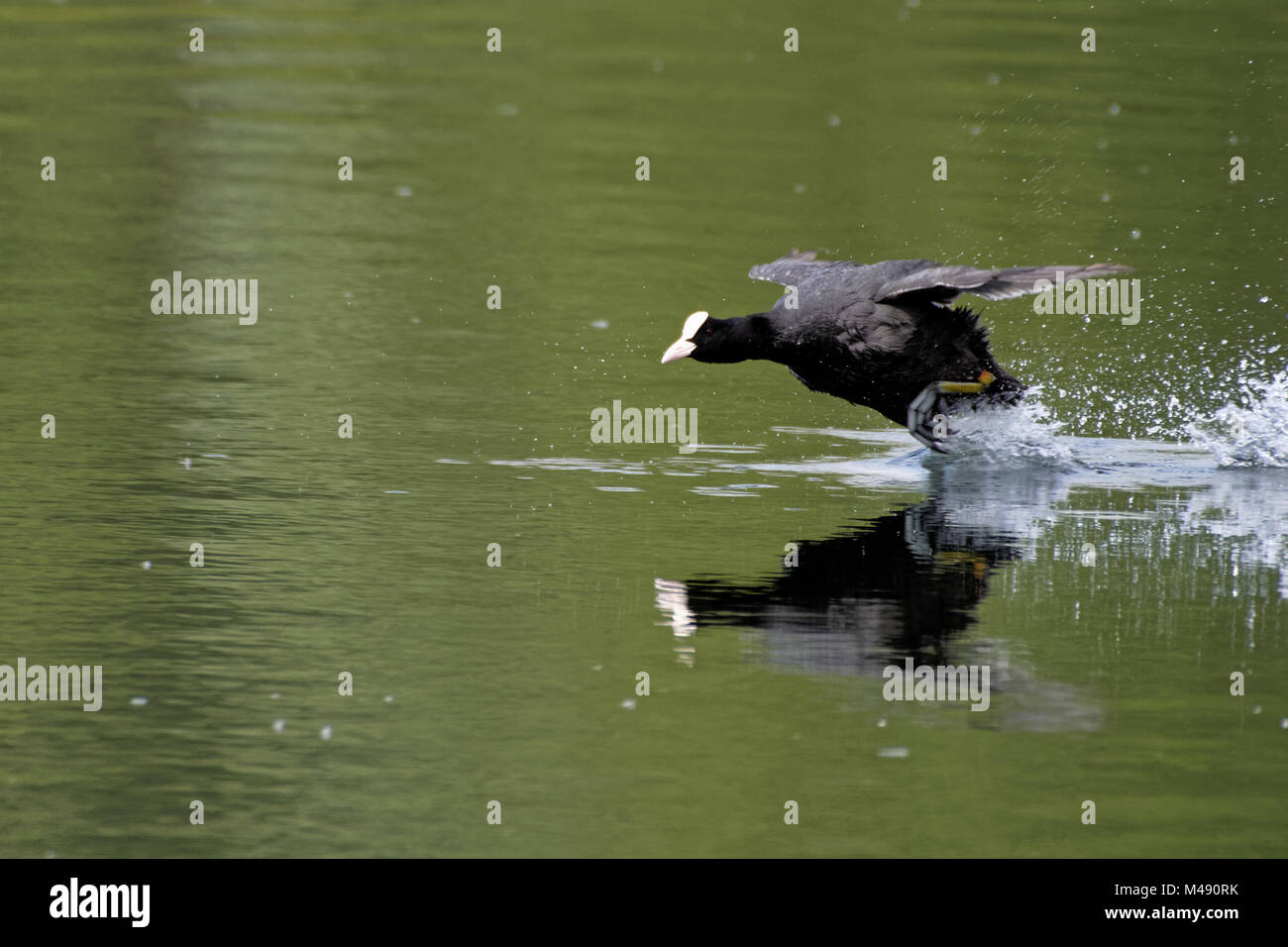 Coot animal hi-res stock photography and images - Alamy