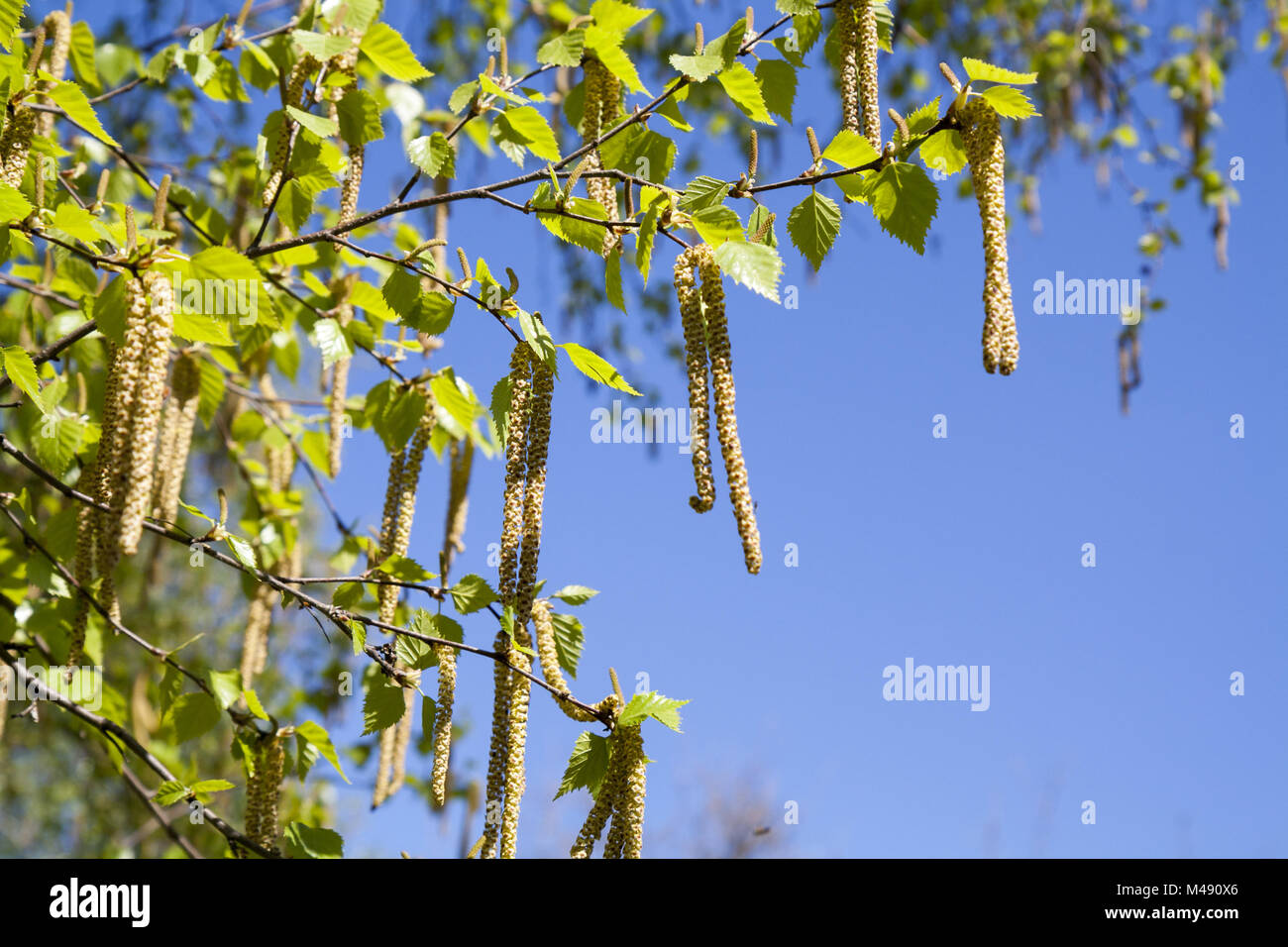 Spring blossoms tree birch with young green leaves Stock Photo - Alamy