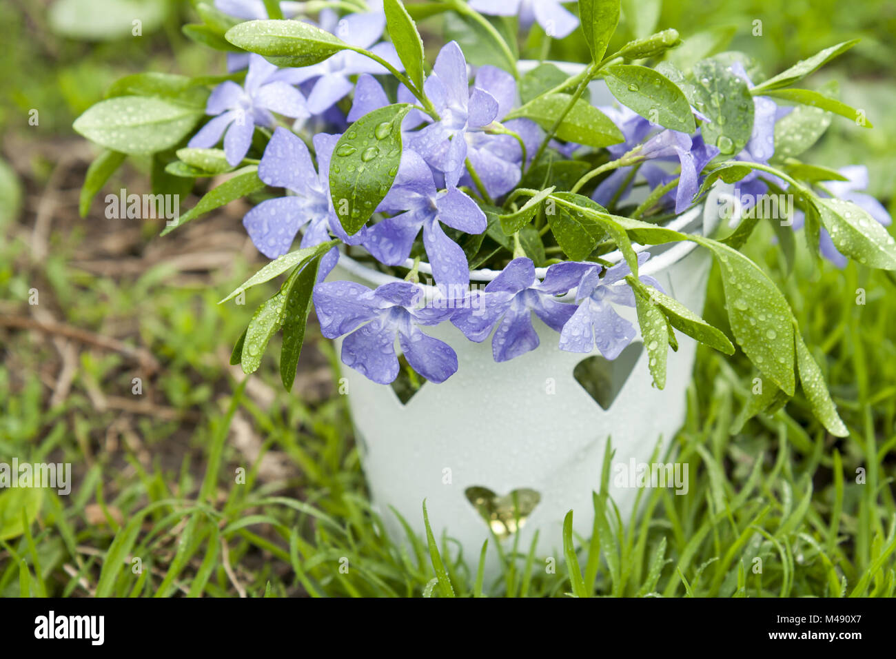 Bucket with beautiful blue periwinkle and green shoots Stock Photo - Alamy