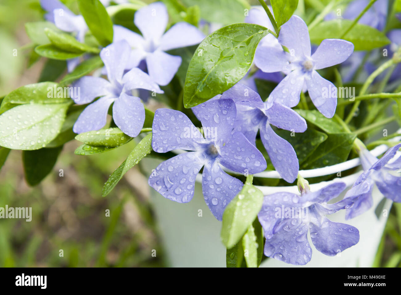 Bucket with beautiful blue periwinkle and green shoots Stock Photo - Alamy