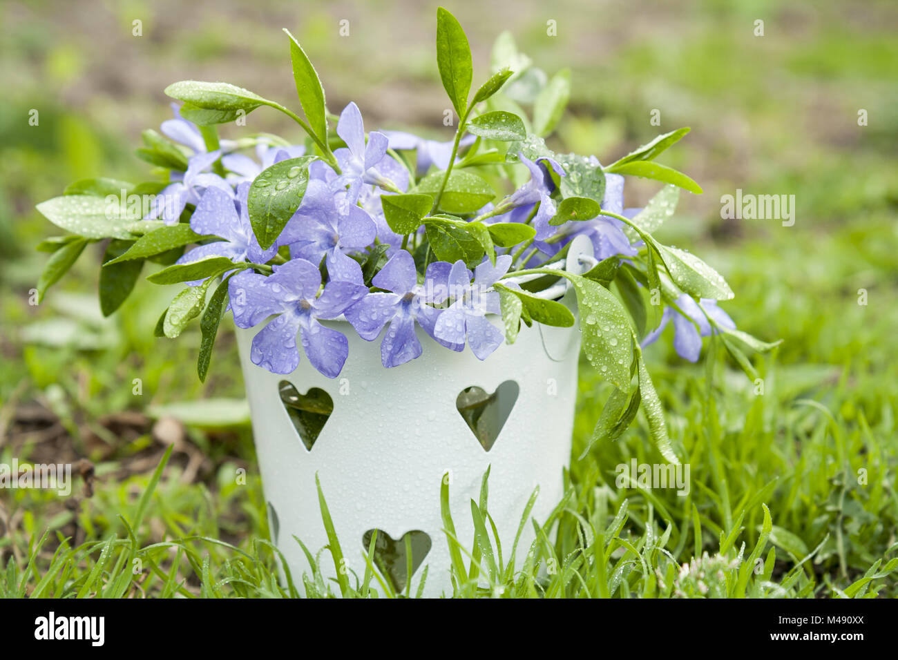 Bucket with beautiful blue periwinkle and green shoots Stock Photo - Alamy