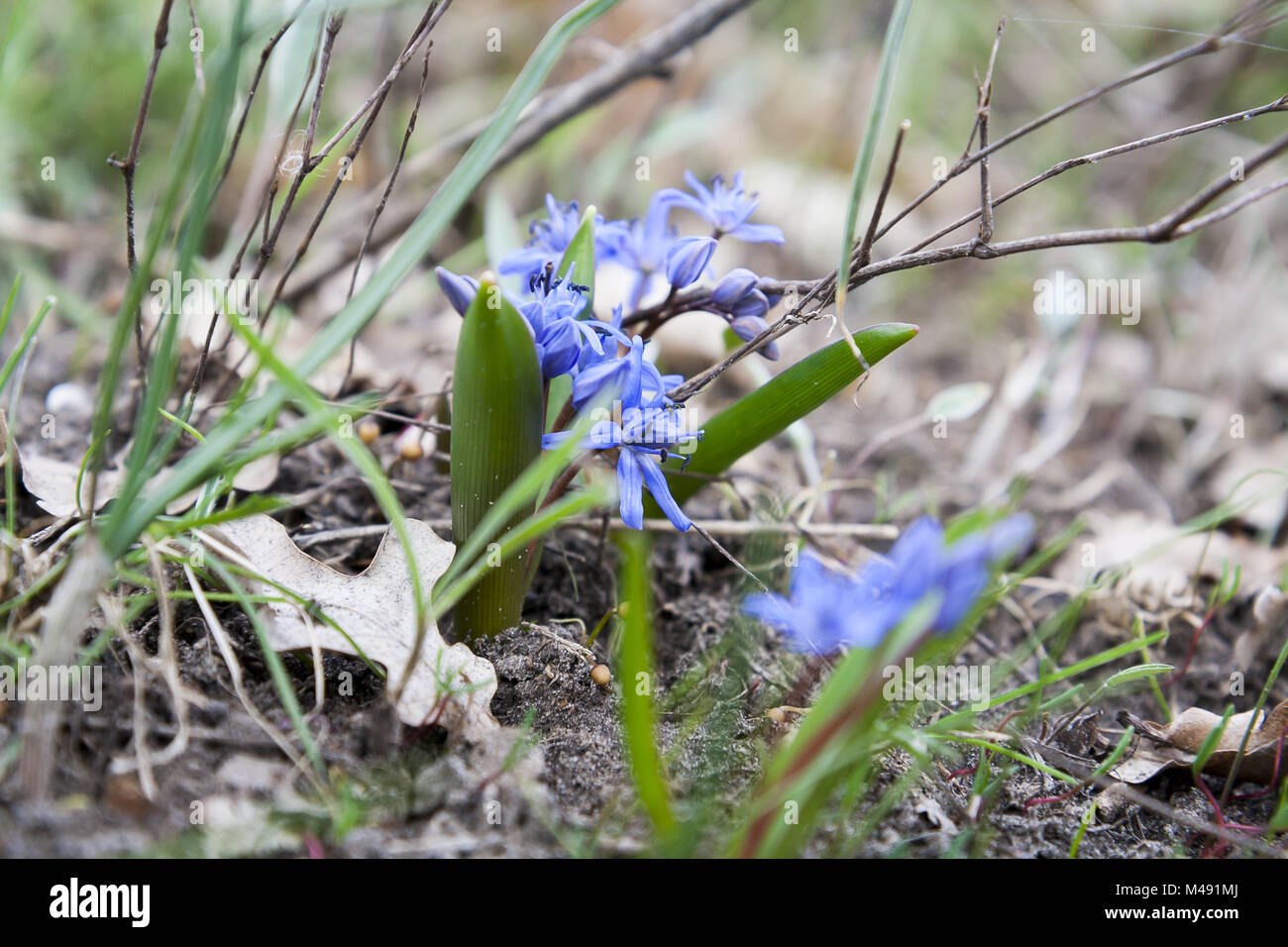 Blue snowdrop hi-res stock photography and images - Alamy