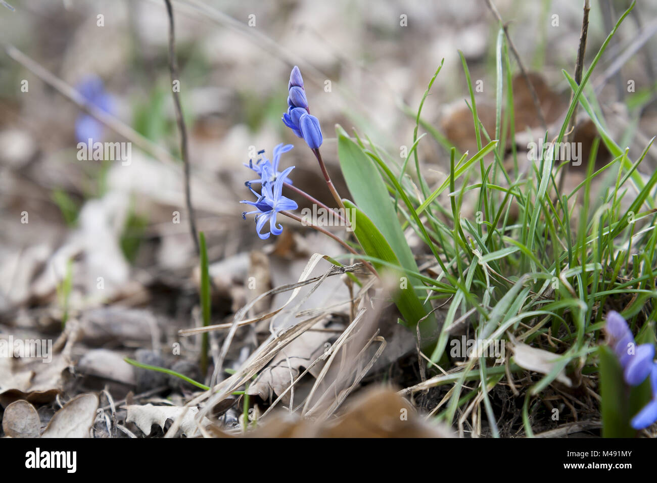 Blue snowdrop hi-res stock photography and images - Alamy