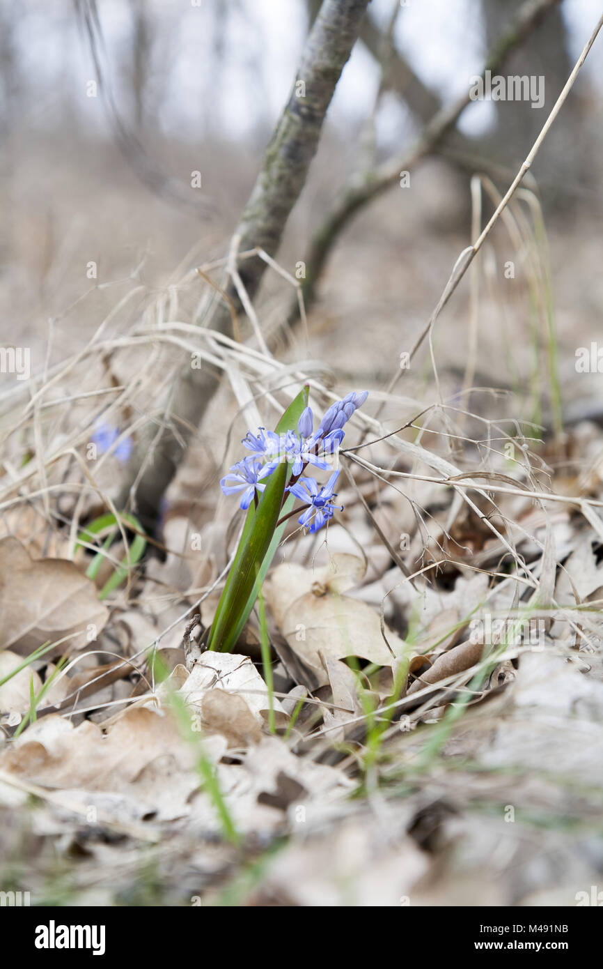 Wild growing blue snowdrop, blue early spring flower Stock Photo - Alamy