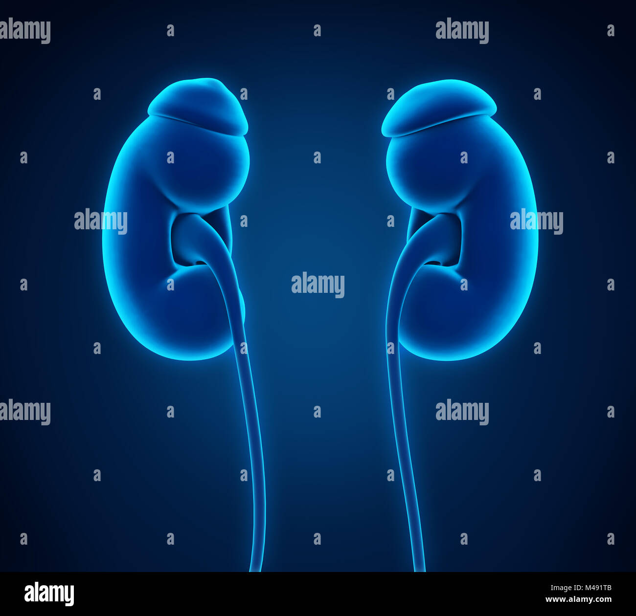Kidney anatomy hi-res stock photography and images - Alamy