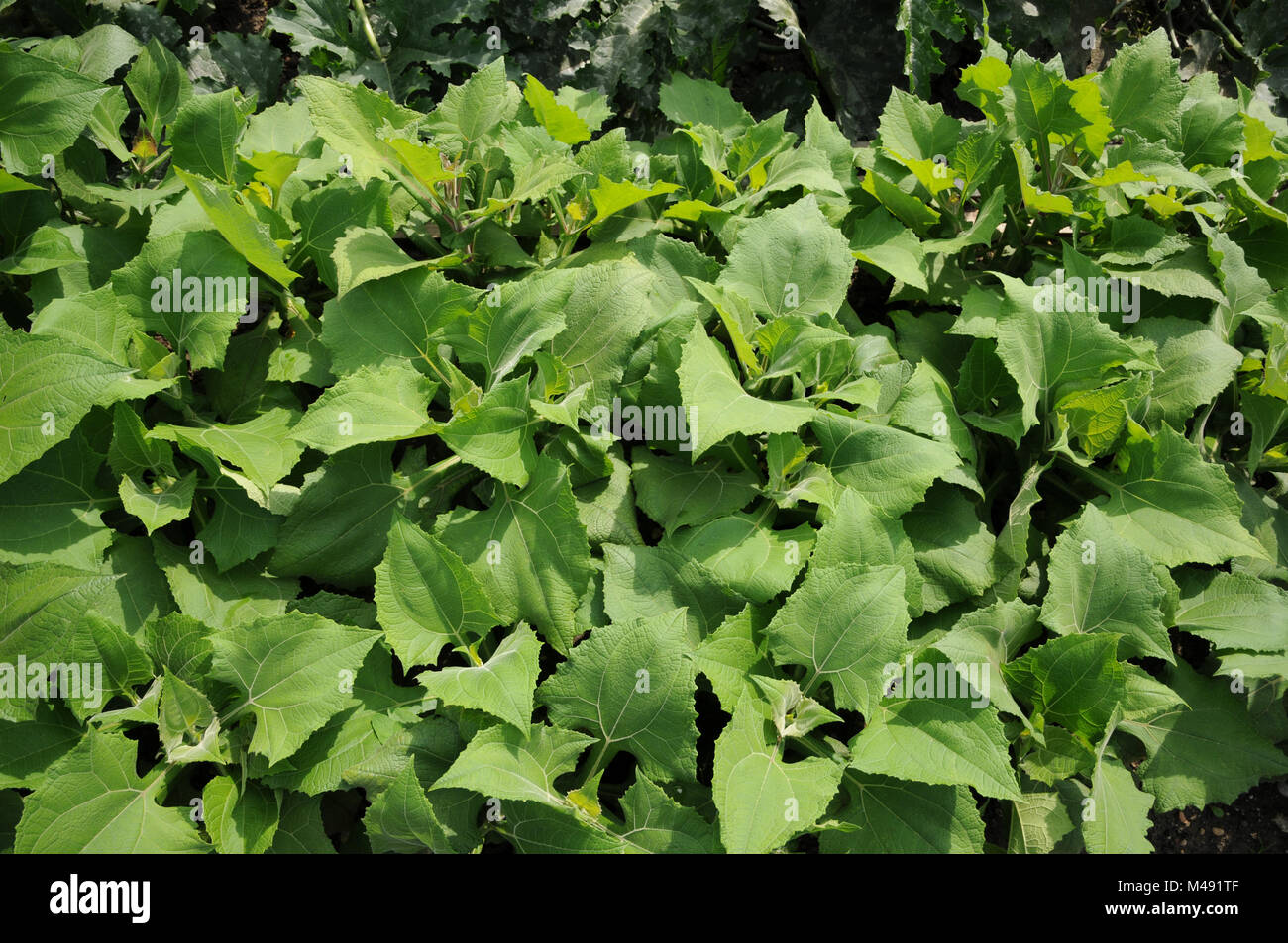 Smallanthus sonchifolius, Yacon, Peruvian ground apple Stock Photo - Alamy
