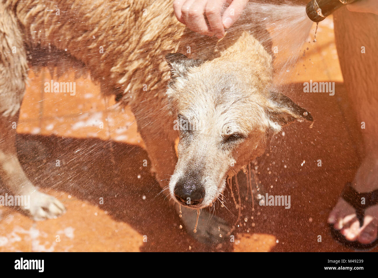 Wet head of brown dog spraying with water. Cleaning big brown shepherd ...