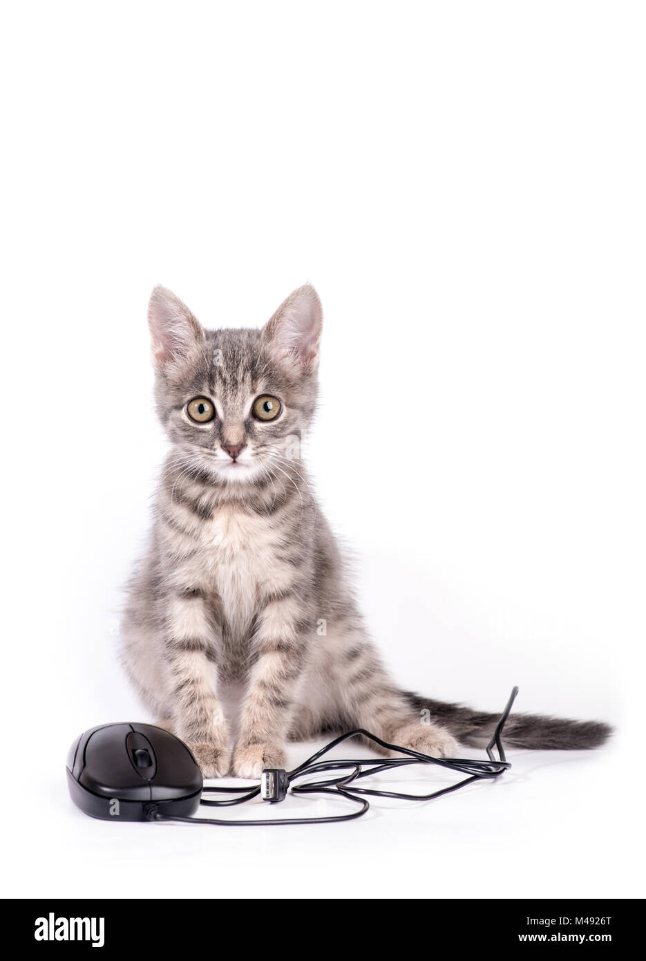 beautiful small kitten plays with the computer mouse Stock Photo - Alamy