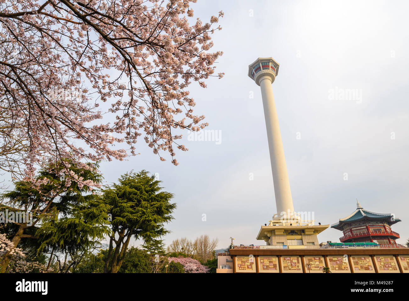 Busan Tower with cherry blossom, Busan, Korea Stock Photo - Alamy