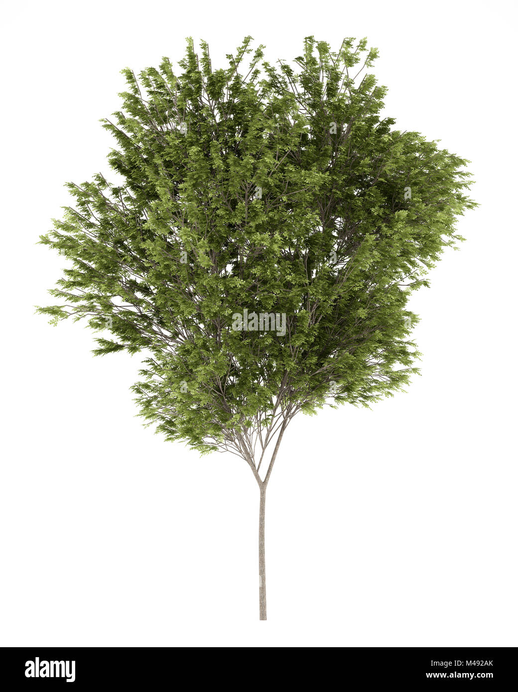 Beech tree illustration hi-res stock photography and images - Alamy