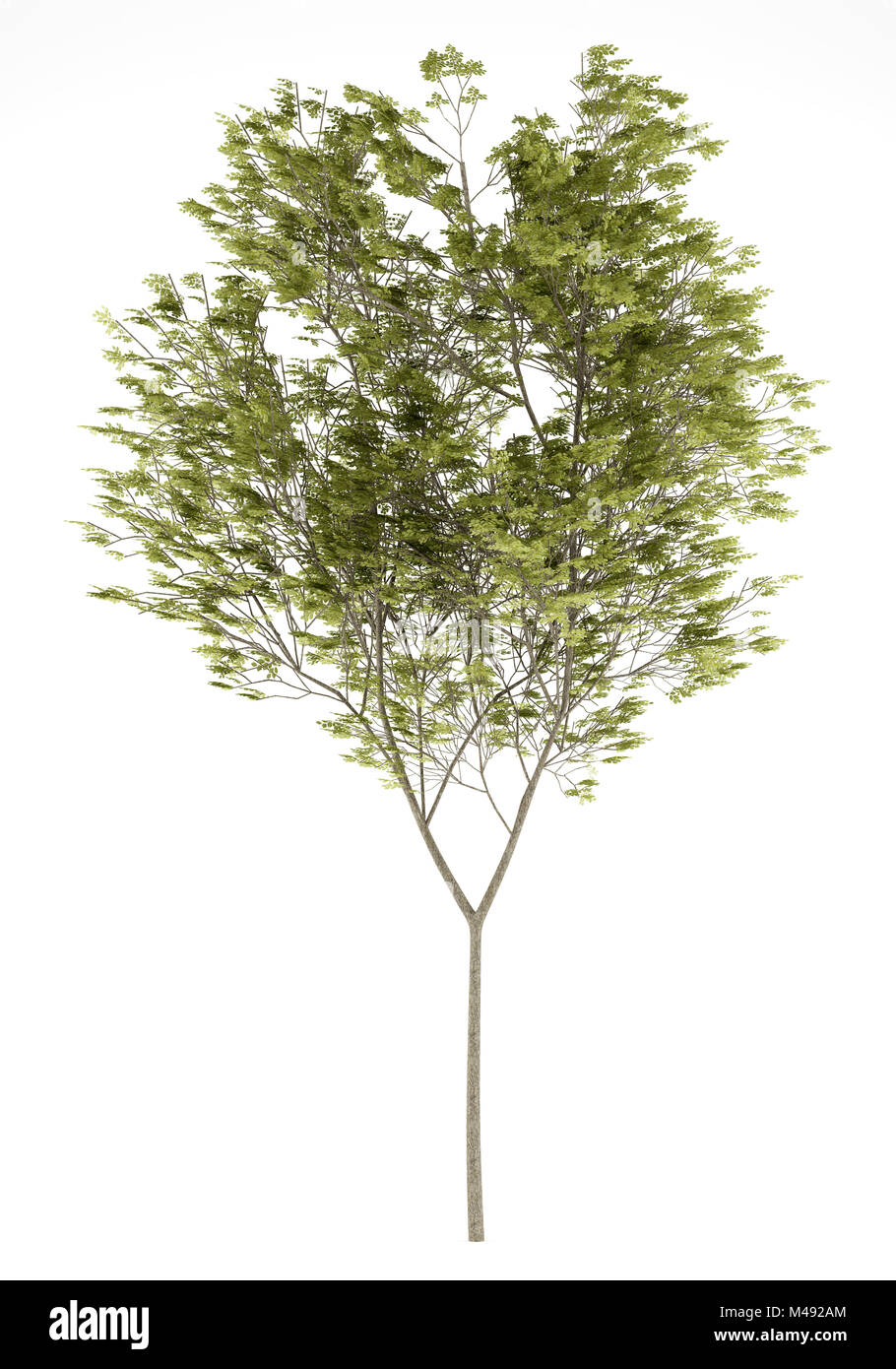 Beech tree illustration hi-res stock photography and images - Alamy