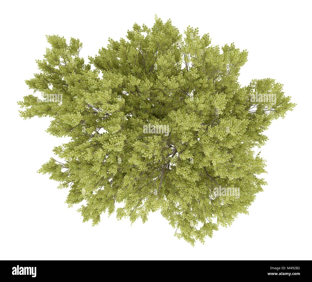 top view of common beech tree isolated on white background Stock Photo ...