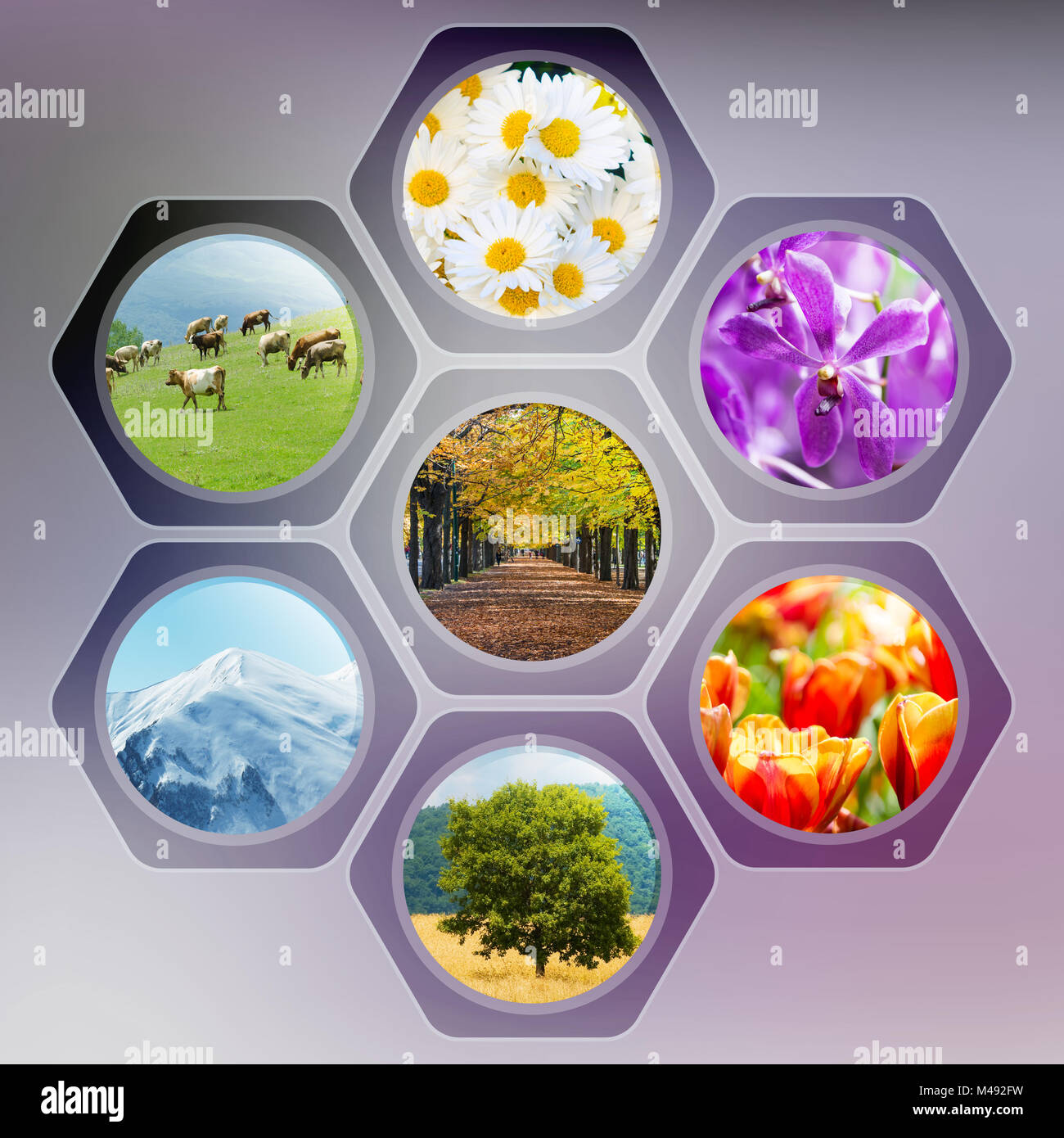 Collage of many nature photos Stock Photo - Alamy