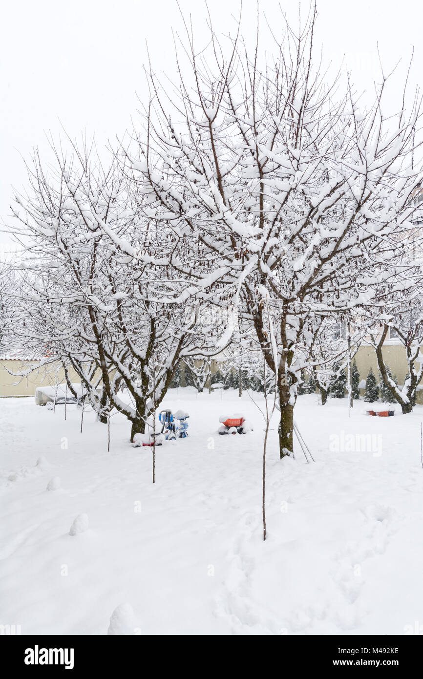 Winter in the meadow, with trees full of snow. These are sour cherry ...