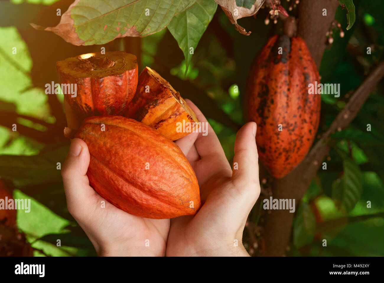 Farmers harvest cacao bean pods hi-res stock photography and images - Alamy