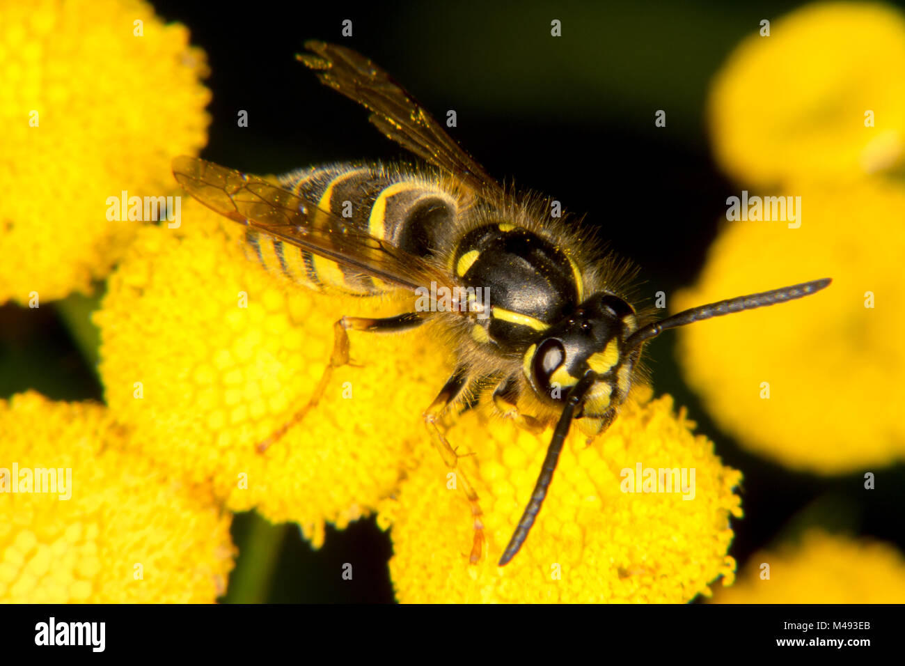 Yellow flying v hi-res stock photography and images - Alamy