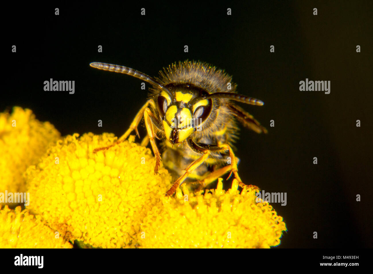 Pretty wasp hi-res stock photography and images - Alamy
