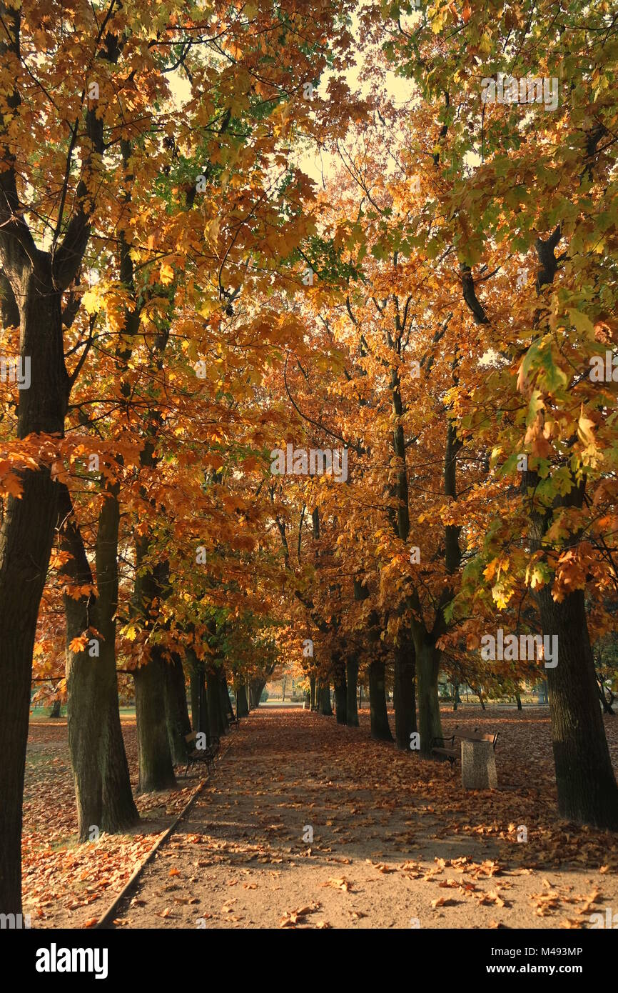 Park alley in autumn Stock Photo - Alamy