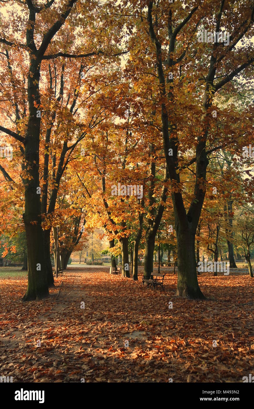Park alley in autumn Stock Photo - Alamy