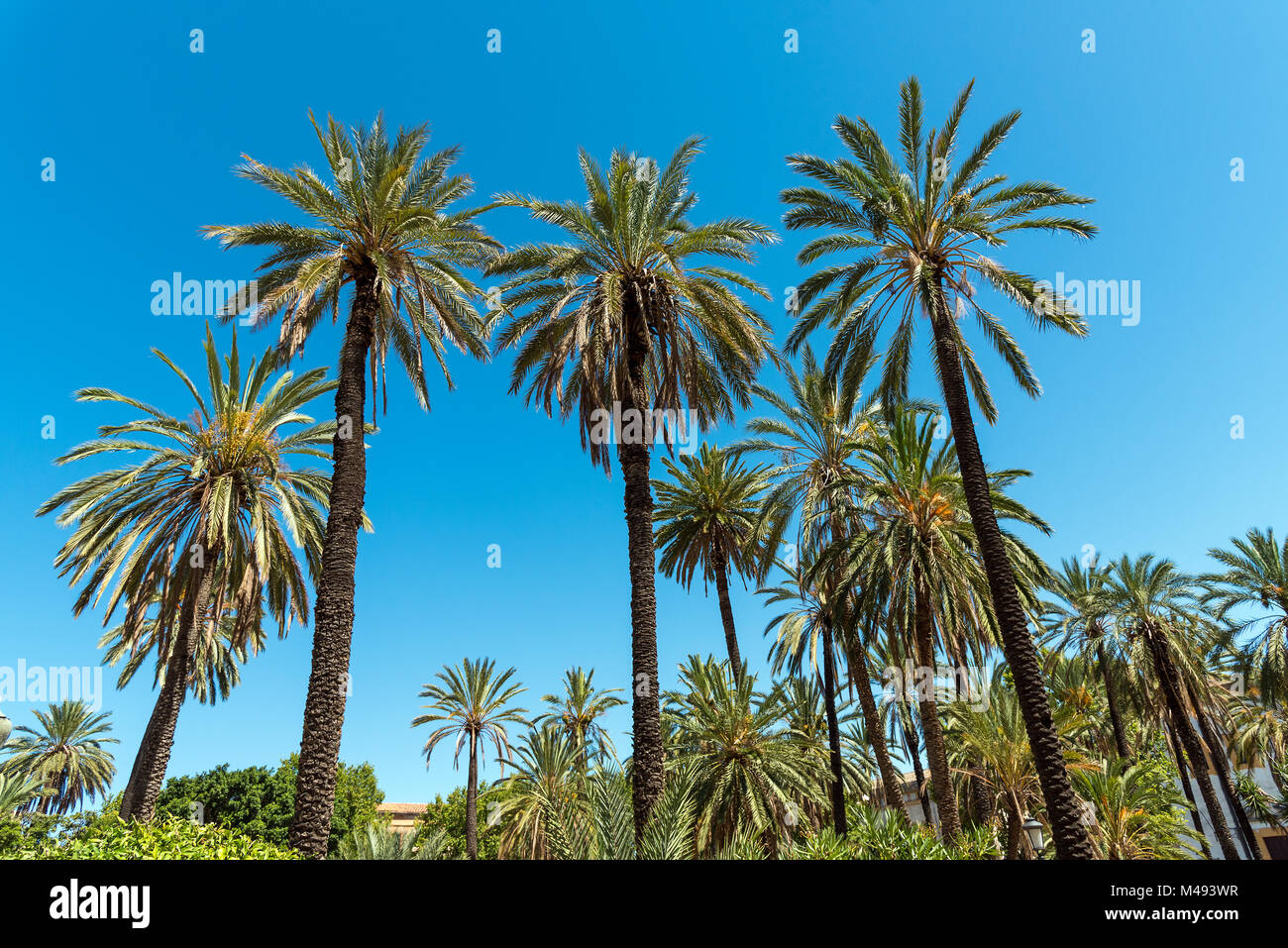 Beautiful palm tree forest in front of a blue sky Stock Photo - Alamy