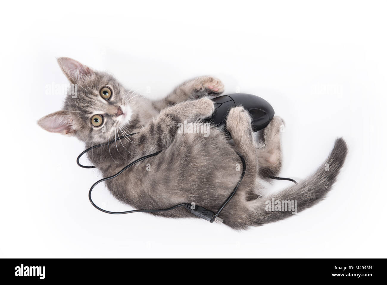 beautiful small kitten plays with the computer mouse Stock Photo - Alamy