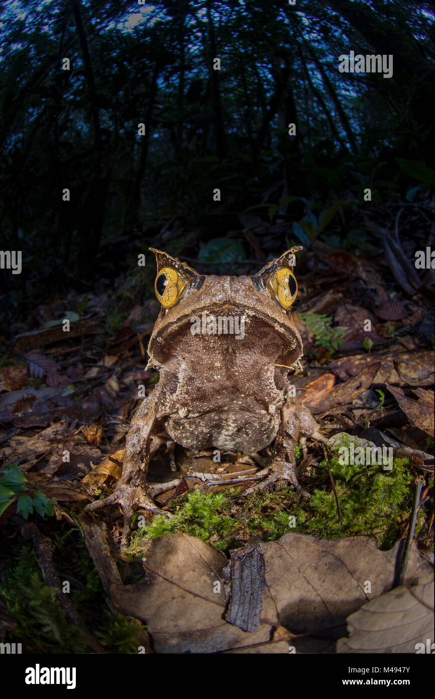 Montane horned frog (Megophrys kobayashii) in the leaf litter at night ...