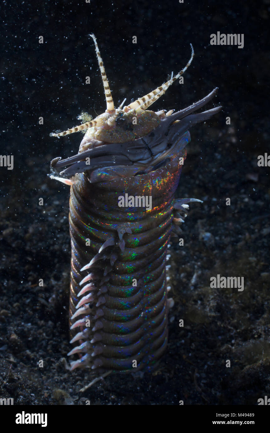 Bobbit Worms High Resolution Stock Photography and Images - Alamy