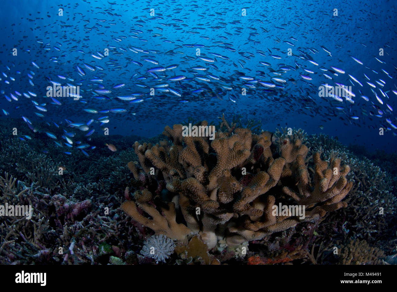 Virgin coral reef habitat with countless fish species, Tokyo Express ...