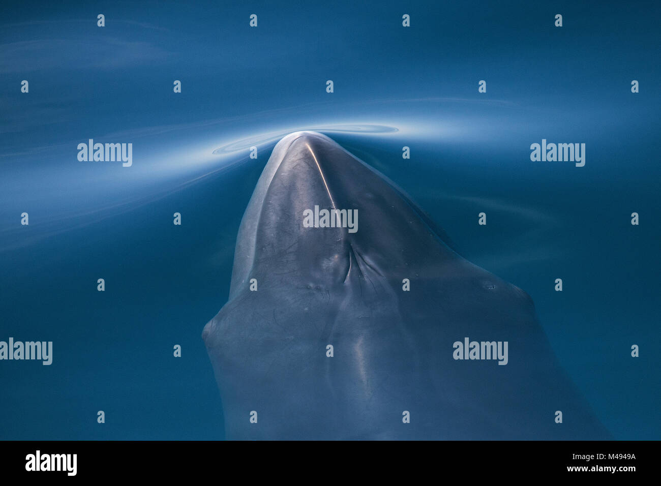 Lesser rorqual balaenoptera hi-res stock photography and images - Alamy