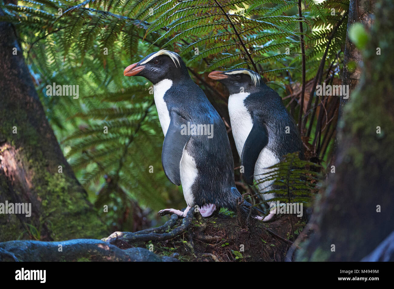 Biodiversity forest plants animals hi-res stock photography and images - Alamy