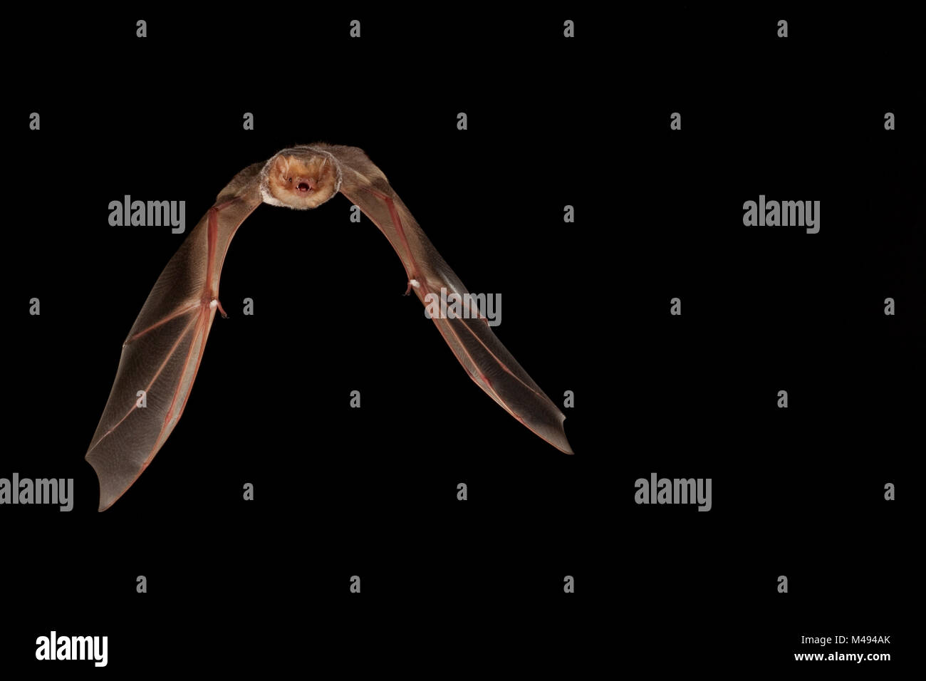 Red bat (Lasiurus borealis) female flying; shots taken with high speed ...