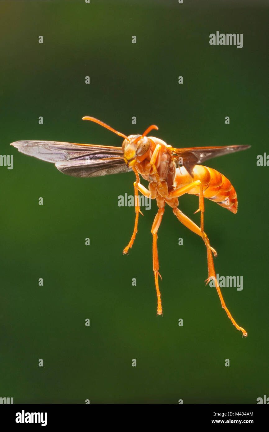 Red wasp (Polistes carolina) in flight Lamar County, Texas, USA ...