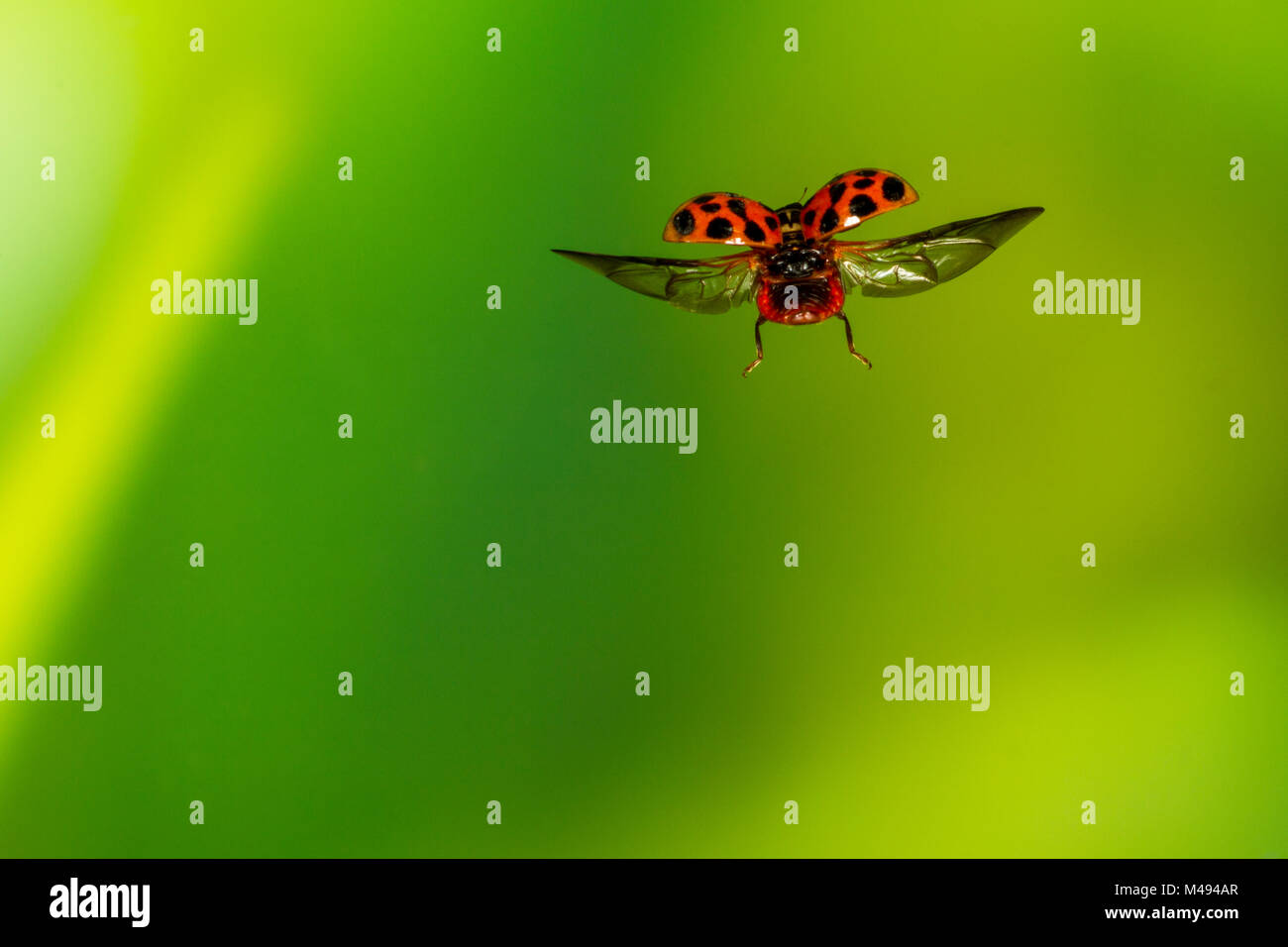 Invasive arthropods insects hi-res stock photography and images - Alamy