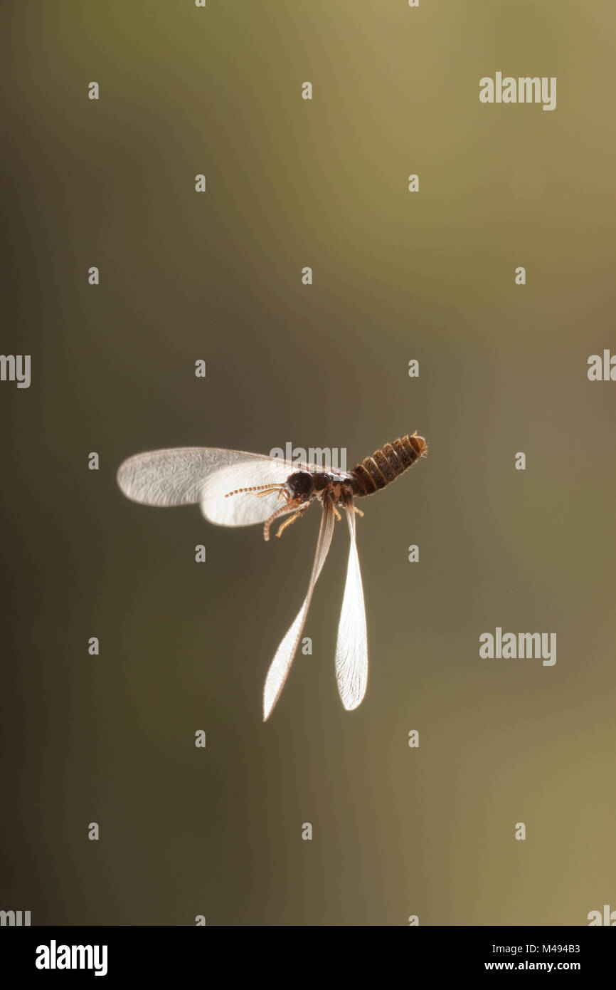 Subterranean termite (Reticulitermes flavipes) reproductive alate in ...