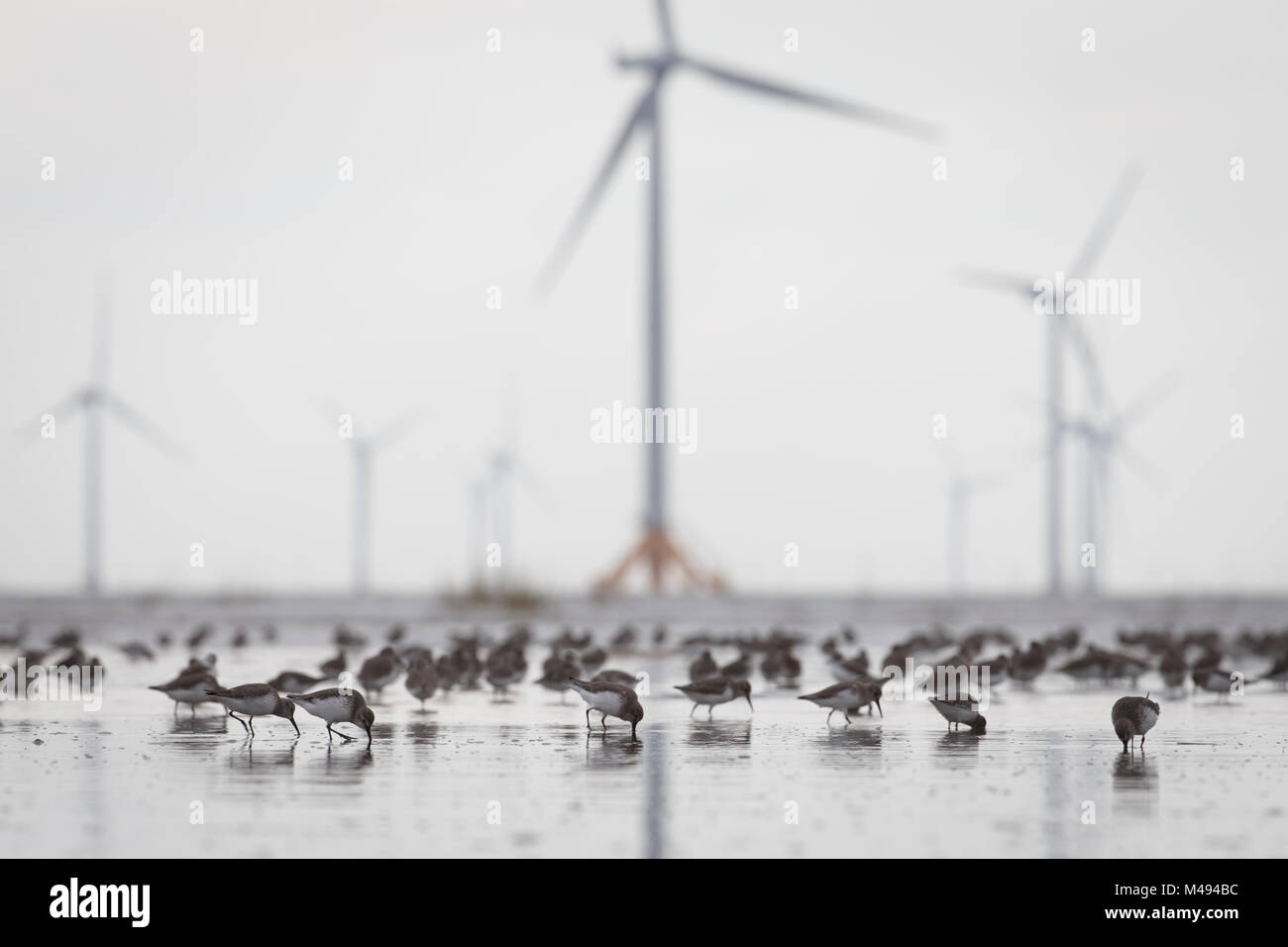 Offshore wind turbines birds hi-res stock photography and images - Alamy